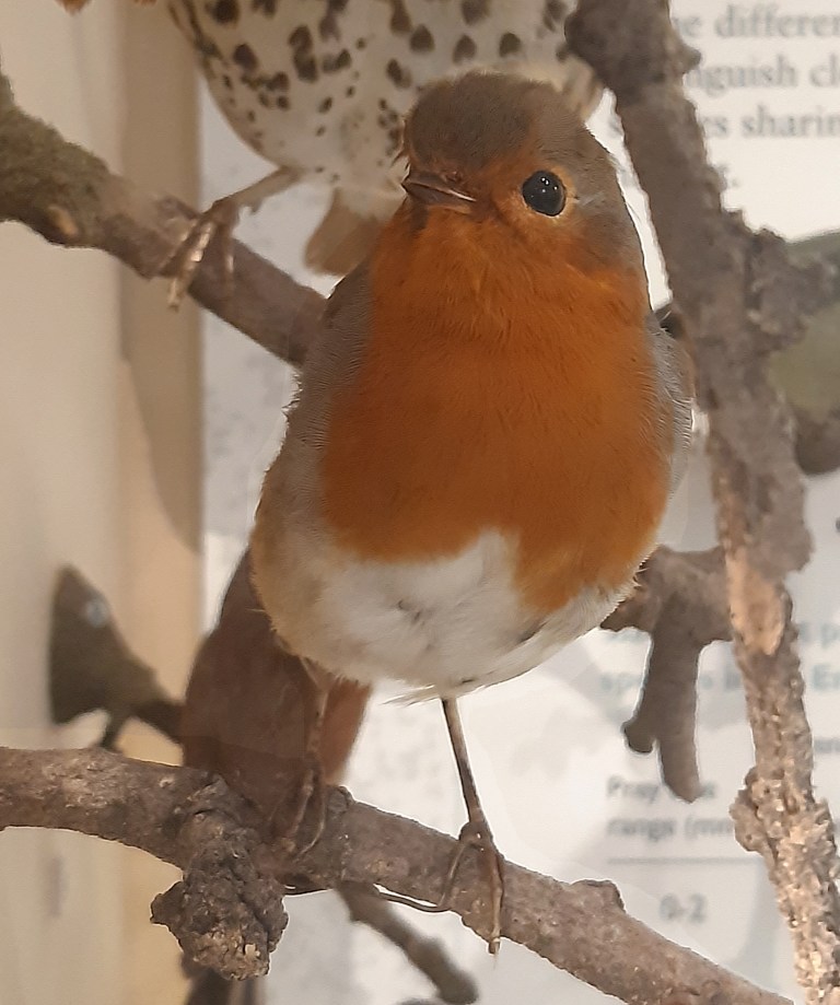 Food chains – Creatures of the Wild Wood