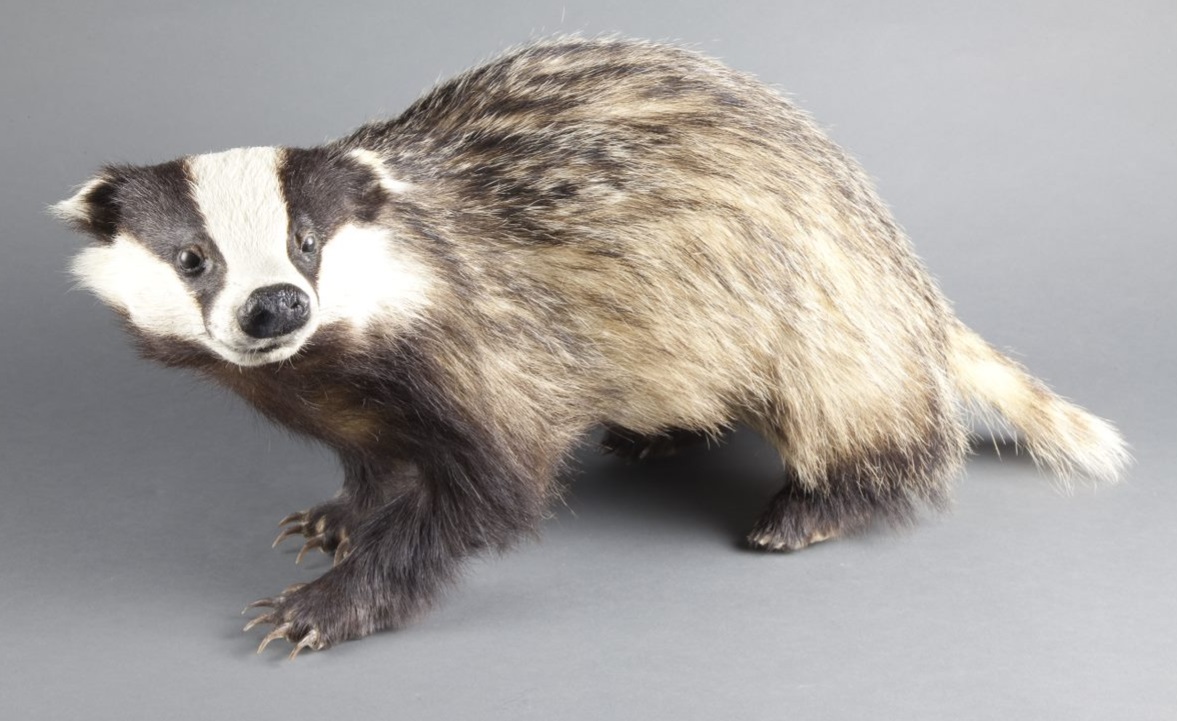 Woodland creatures – Creatures of the Wild Wood