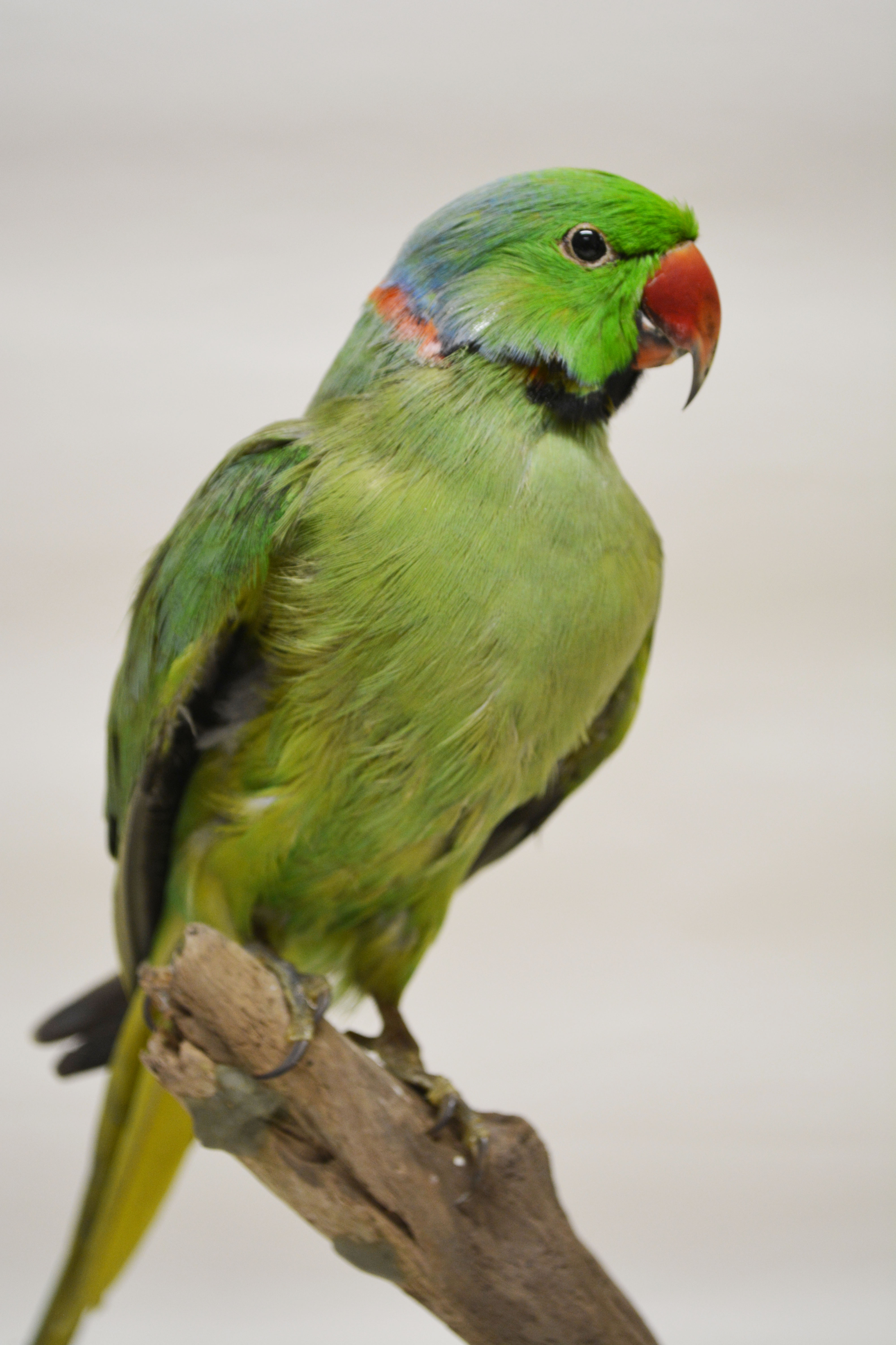 Environment, Ecosystems & Biodiversity – Creatures of the Wild Wood