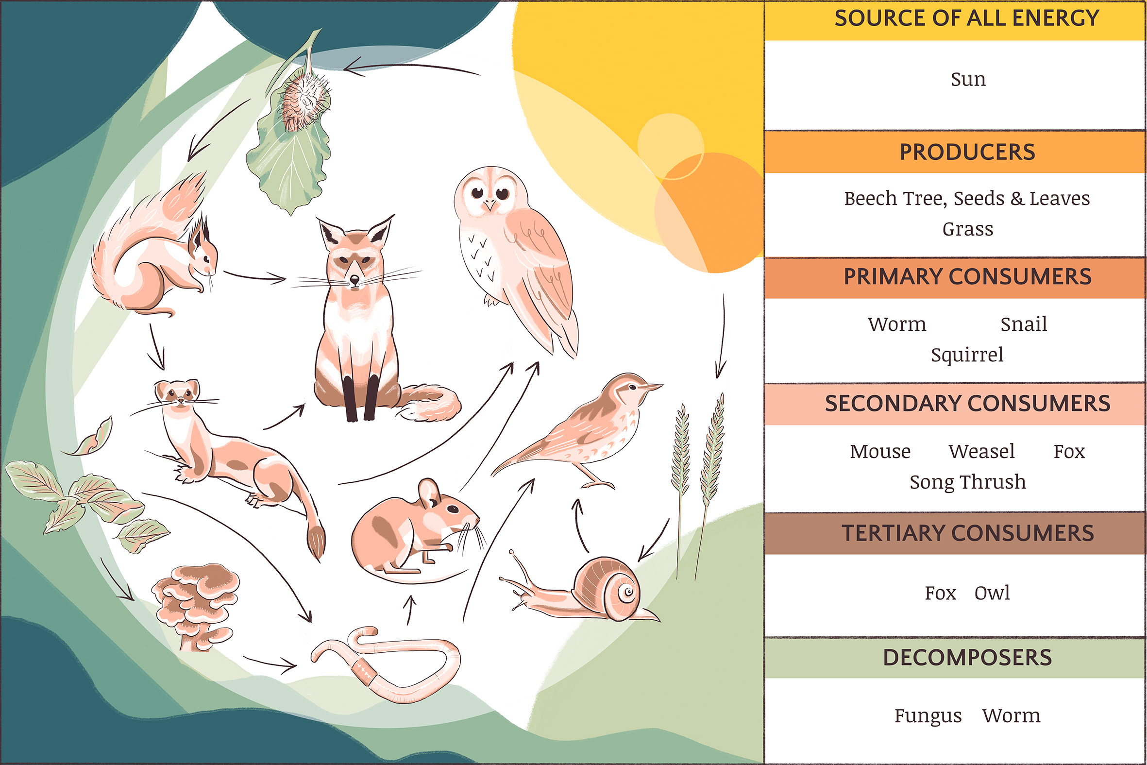 Food chains – Creatures of the Wild Wood