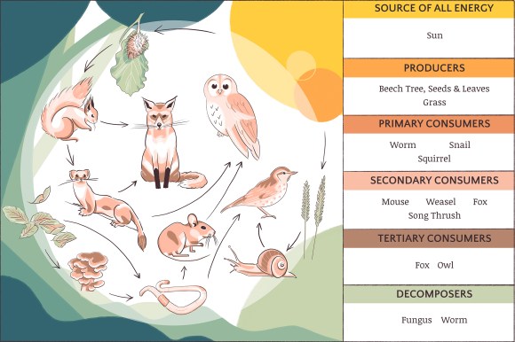 Food chains – Creatures of the Wild Wood