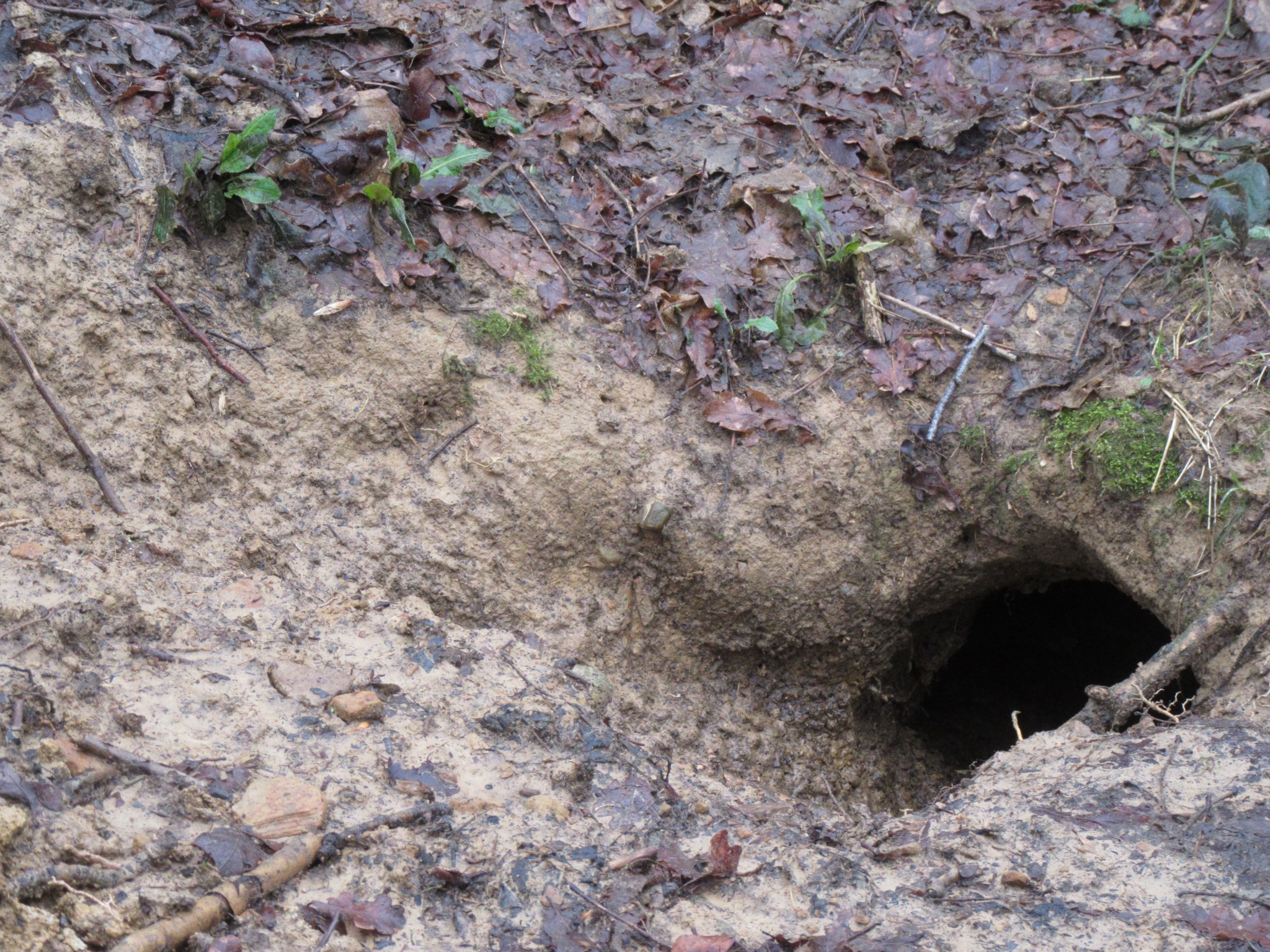 How to spot a Badger sett – Creatures of the Wild Wood