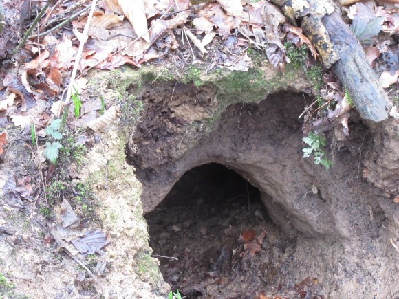 How to spot a Badger sett – Creatures of the Wild Wood