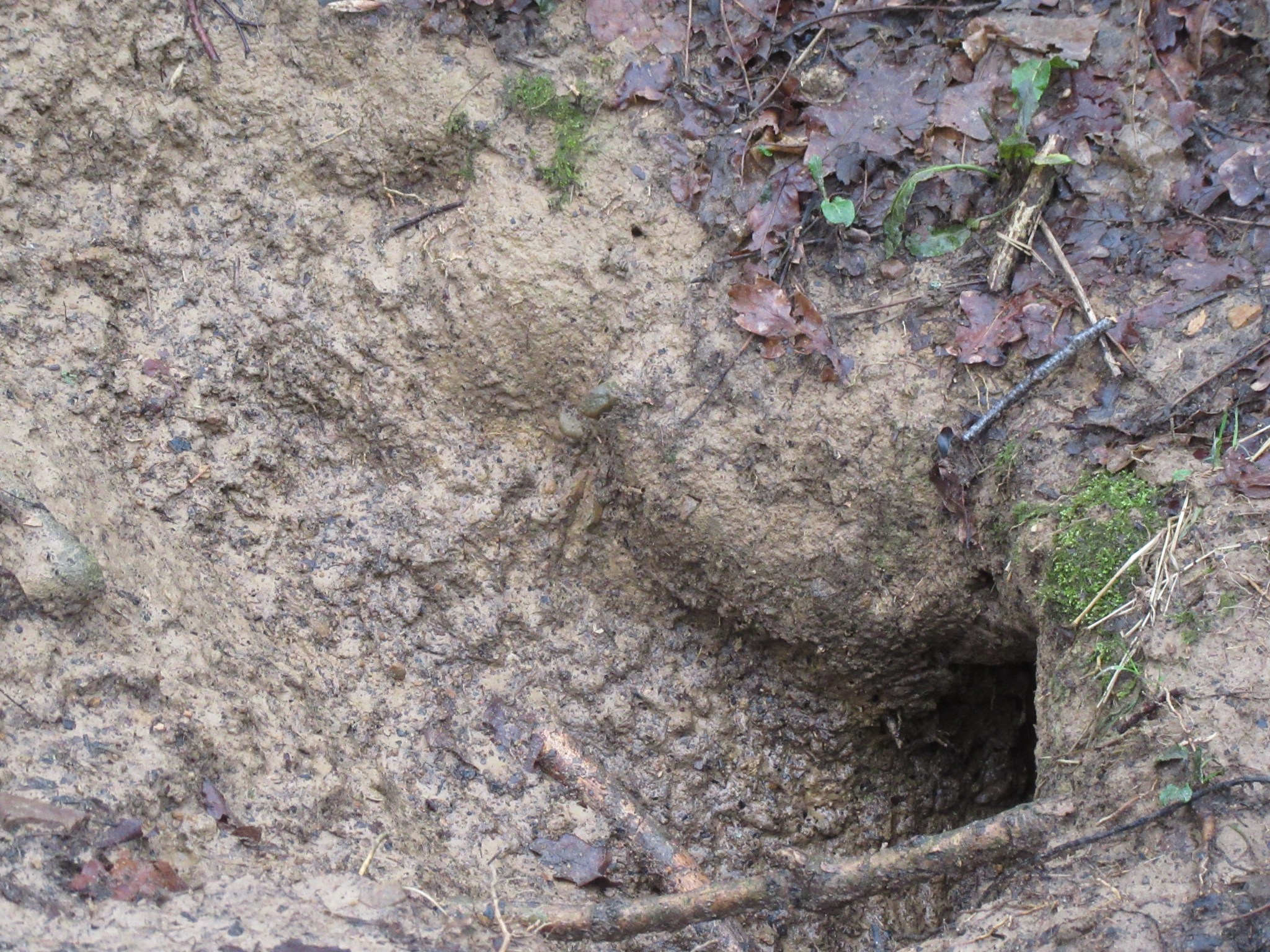 How to spot a Badger sett – Creatures of the Wild Wood