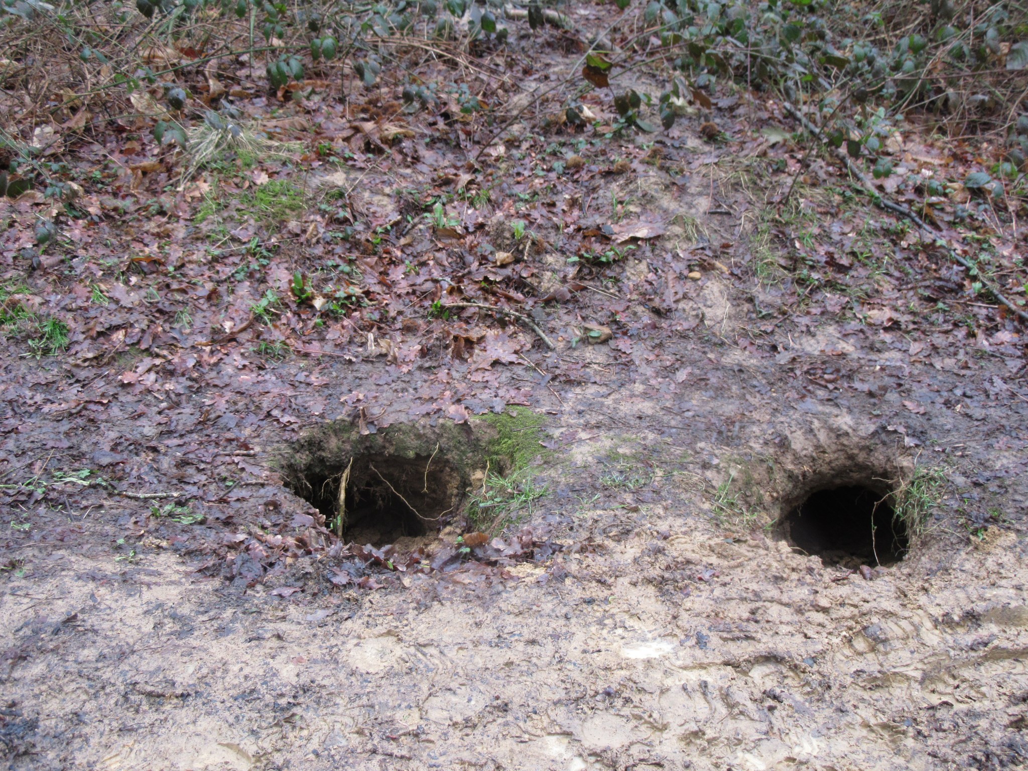 How to spot a Badger sett – Creatures of the Wild Wood