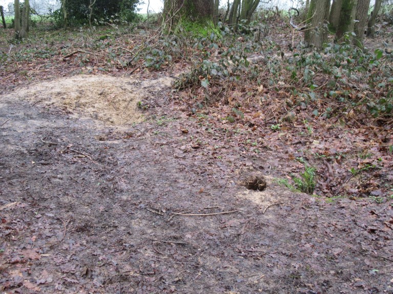 How to spot a Badger sett – Creatures of the Wild Wood