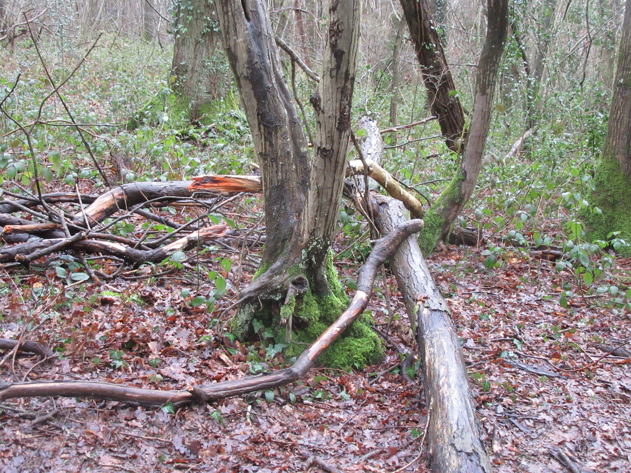 How to spot a Badger sett – Creatures of the Wild Wood