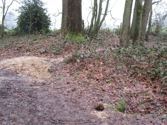 How to spot a Badger sett – Creatures of the Wild Wood