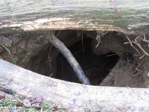 How to spot a Badger sett – Creatures of the Wild Wood