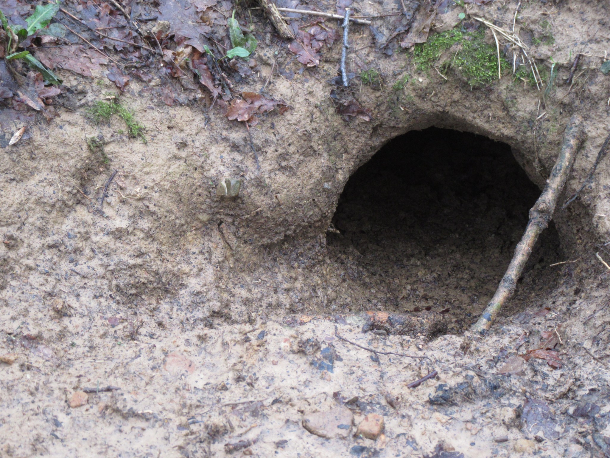 How to spot a Badger sett – Creatures of the Wild Wood